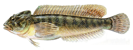 Cagnetta (Salaria fluviatilis) – Sub Club Peschiera A.S.D